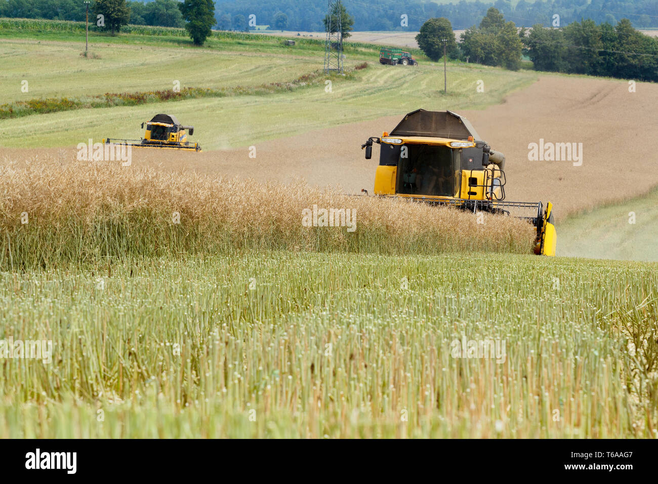 combine harvesting rape Stock Photo - Alamy