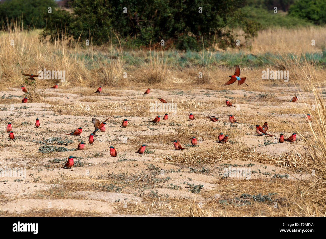 large nesting colony of Nothern Carmine Bee-eater Stock Photo - Alamy