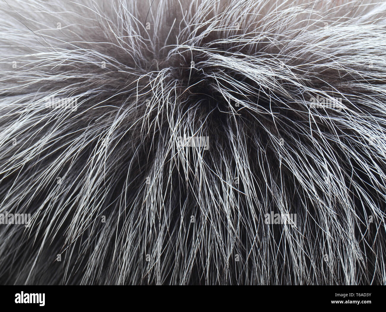 Angorka hi-res stock photography and images - Alamy