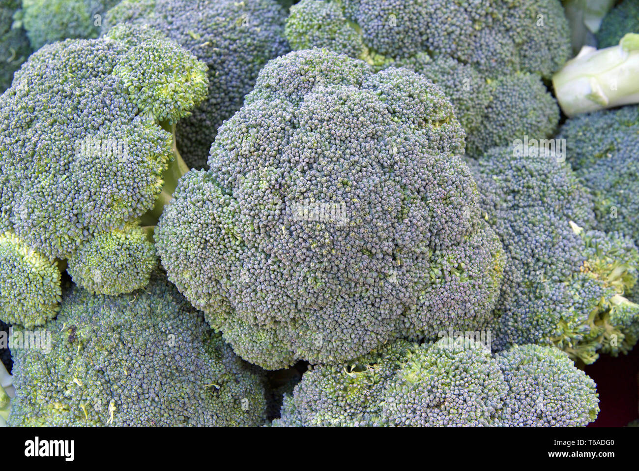 Heads of broccoli, close up on Farmers market table. Spring summer ...
