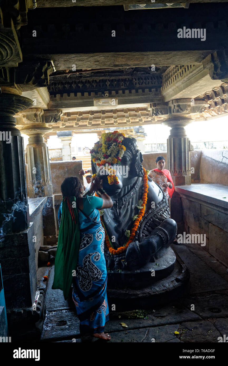 Woman with holy Nandi(bull) making puja ritual at Kedareshvara temple ...