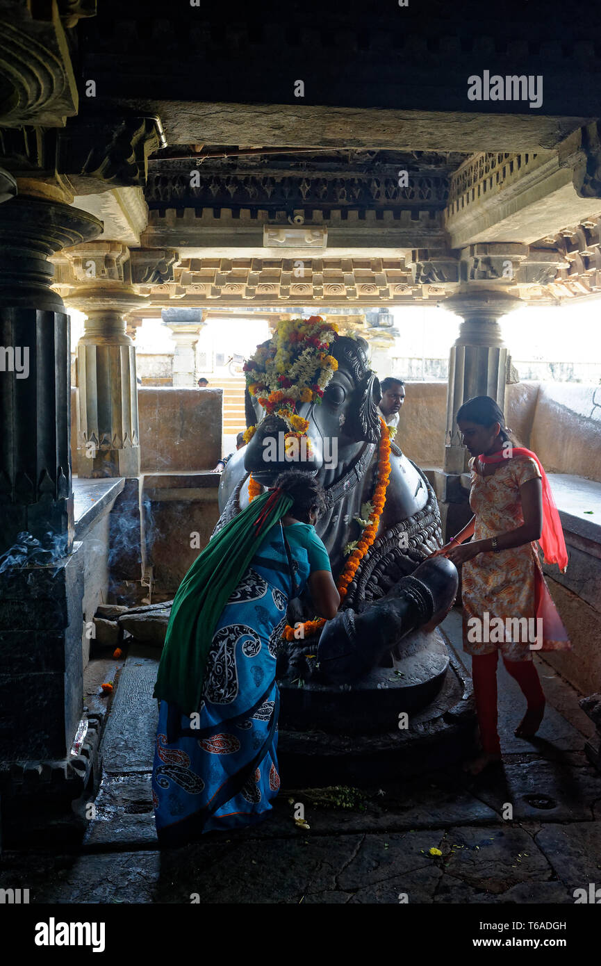 Woman with holy Nandi(bull) making puja ritual at Kedareshvara temple ...