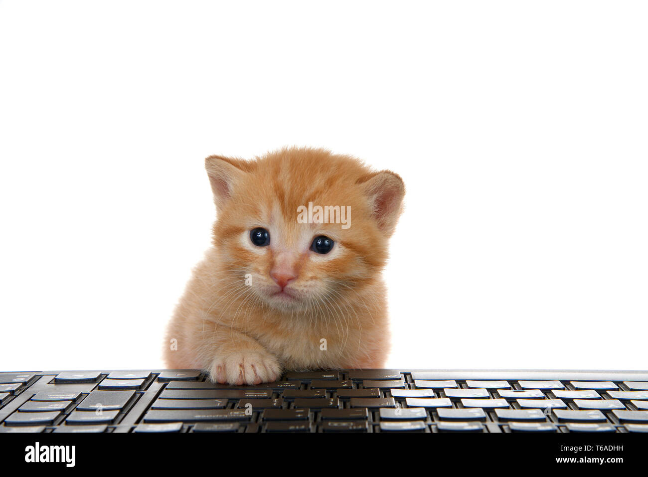 Adorable small orange ginger tabby kitten sitting at computer keyboard ...