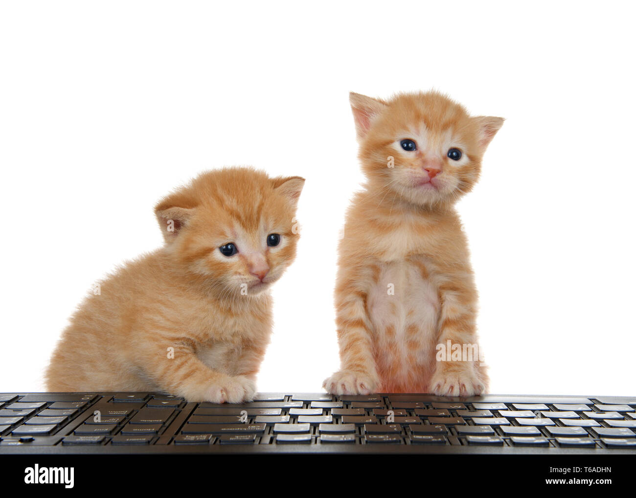 Keyboard cat hi-res stock photography and images - Alamy