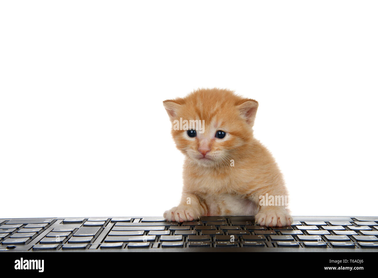 Adorable small orange ginger tabby kitten sitting at computer keyboard ...