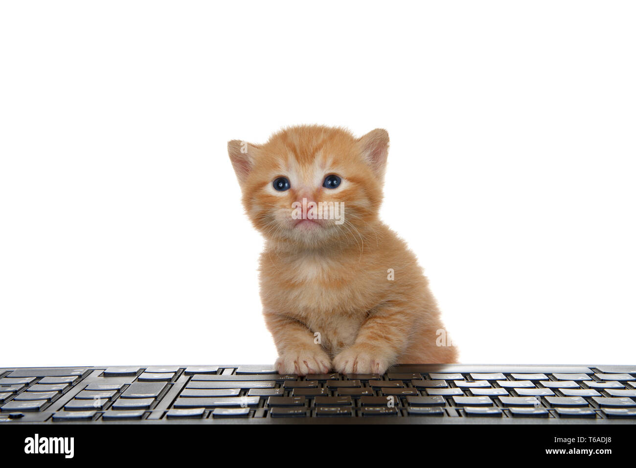 Adorable small orange ginger tabby kitten sitting at computer keyboard ...