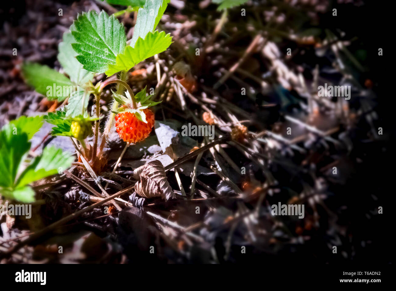 Red Wild Strawberry Growing on the Forest Floor with Dead Leaves, Pine ...
