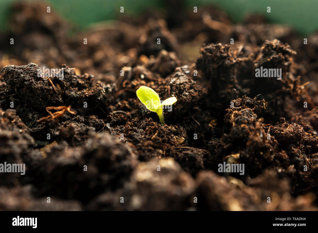 Little green sprout hi-res stock photography and images - Alamy