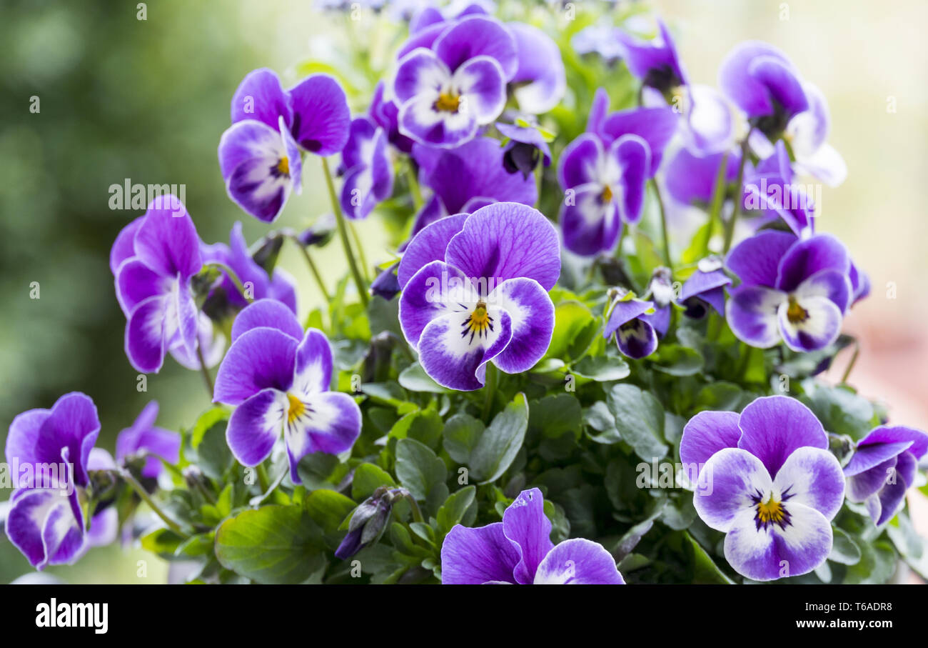 Viola viola cornuta hi-res stock photography and images - Alamy