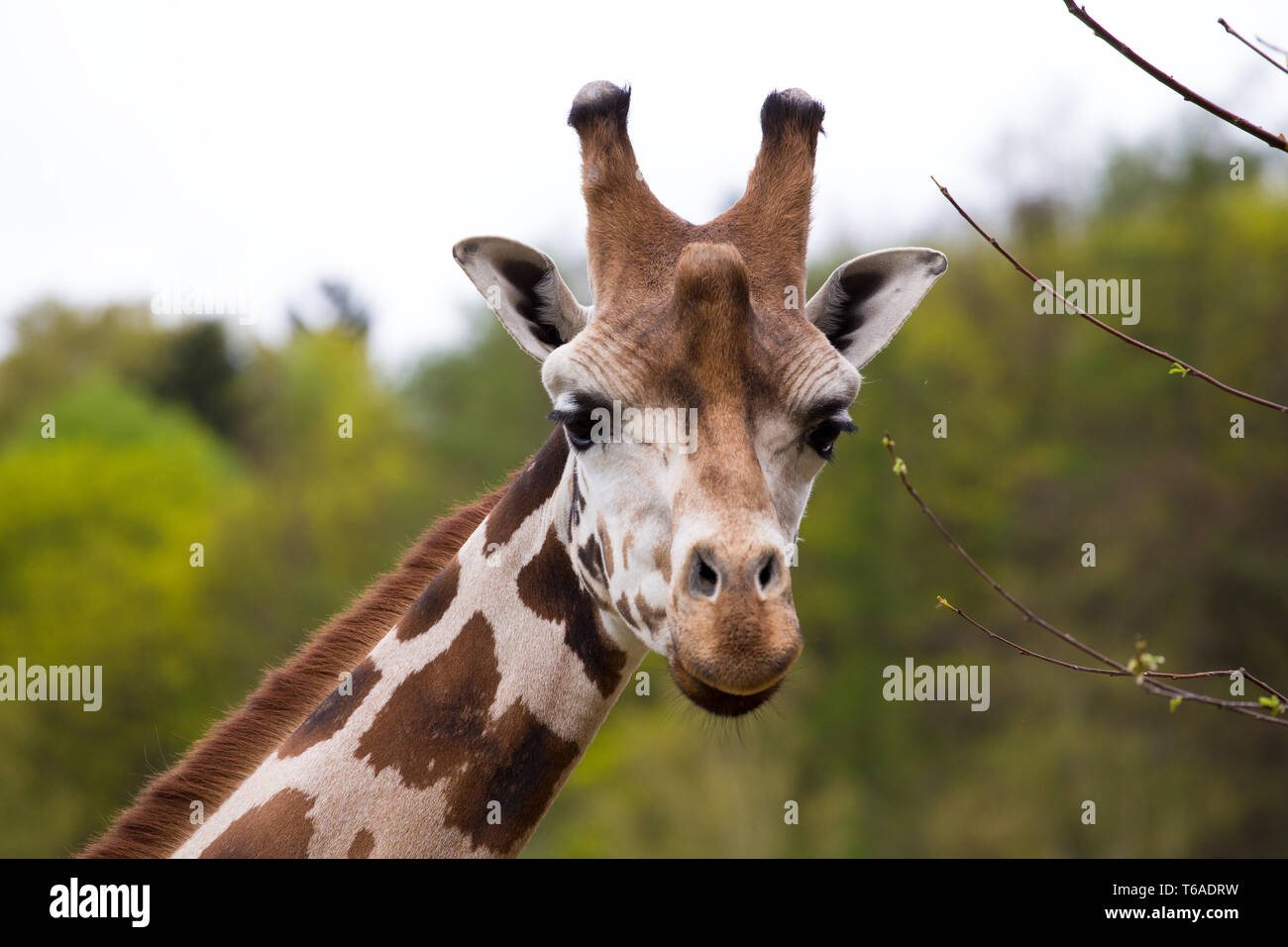 close up Giraffe portrait Stock Photo - Alamy