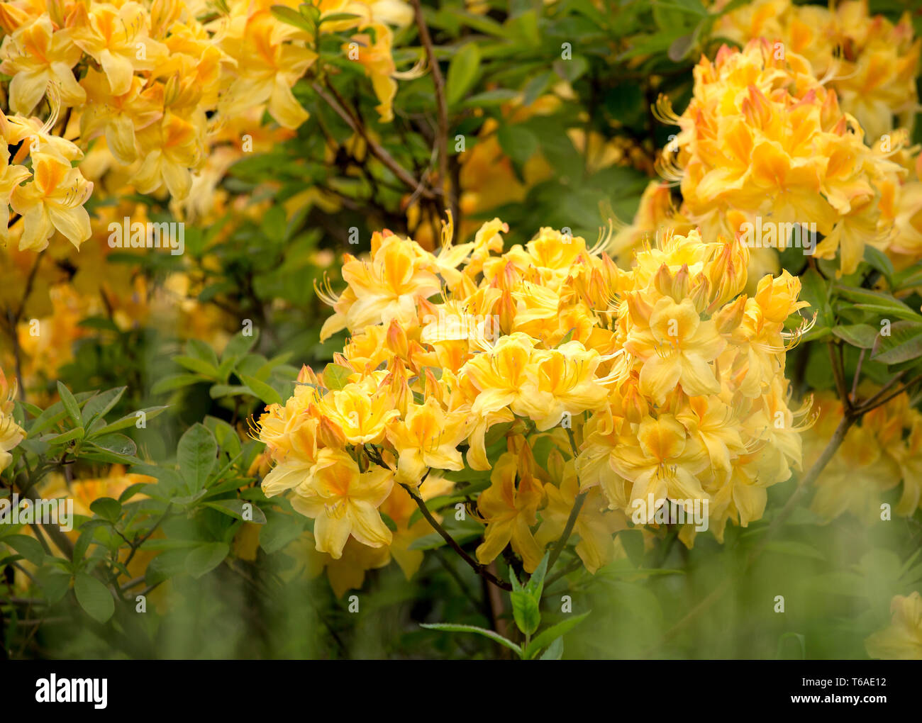 Yellow azalea, Rhododendron bush in blossom Stock Photo - Alamy