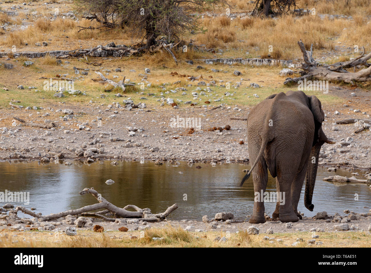Elephant and calf rear view hi-res stock photography and images - Alamy