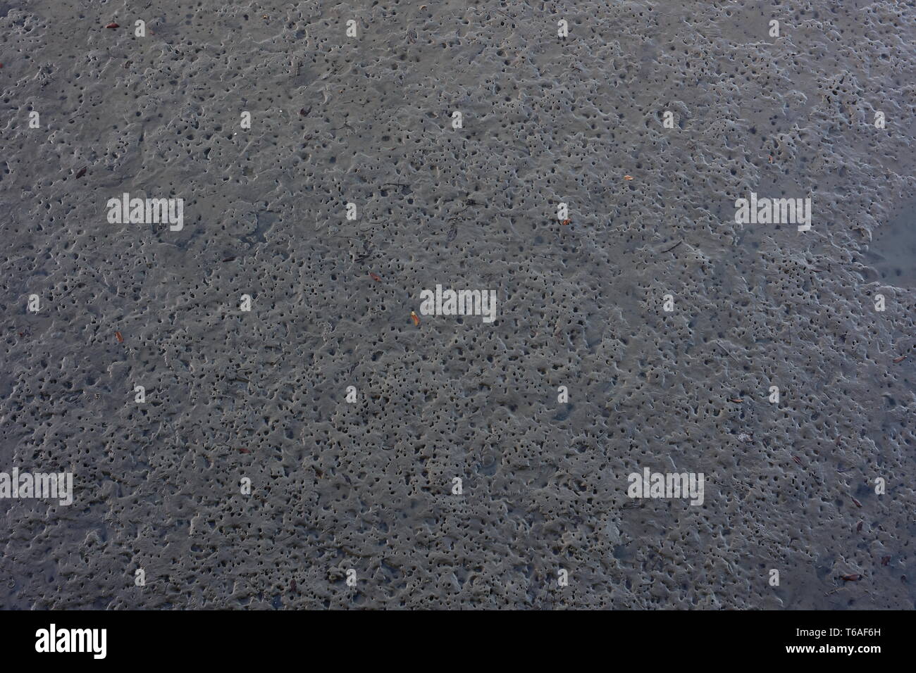 Soft fine muddy sea bottom exposed during low tide with holes created ...
