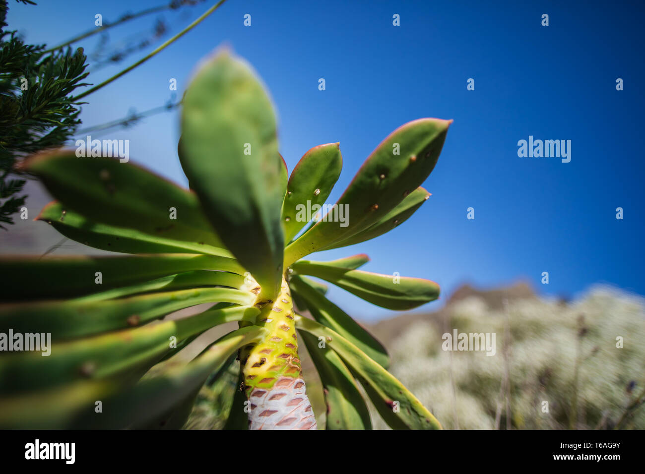 Plant in the wild. Canary Stock Photo - Alamy