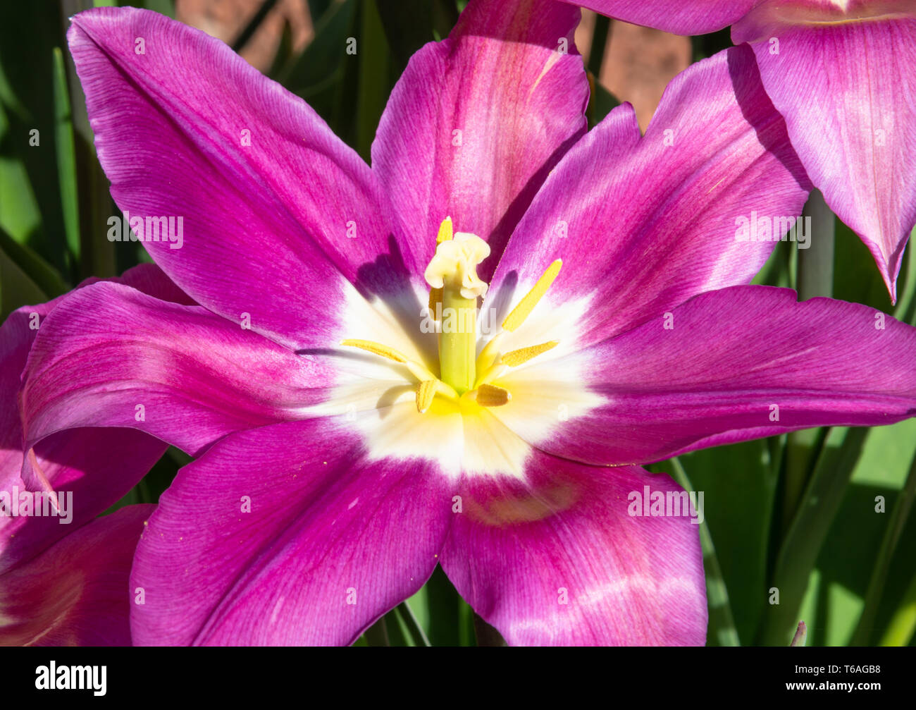 Pink tulips fully open Stock Photo - Alamy