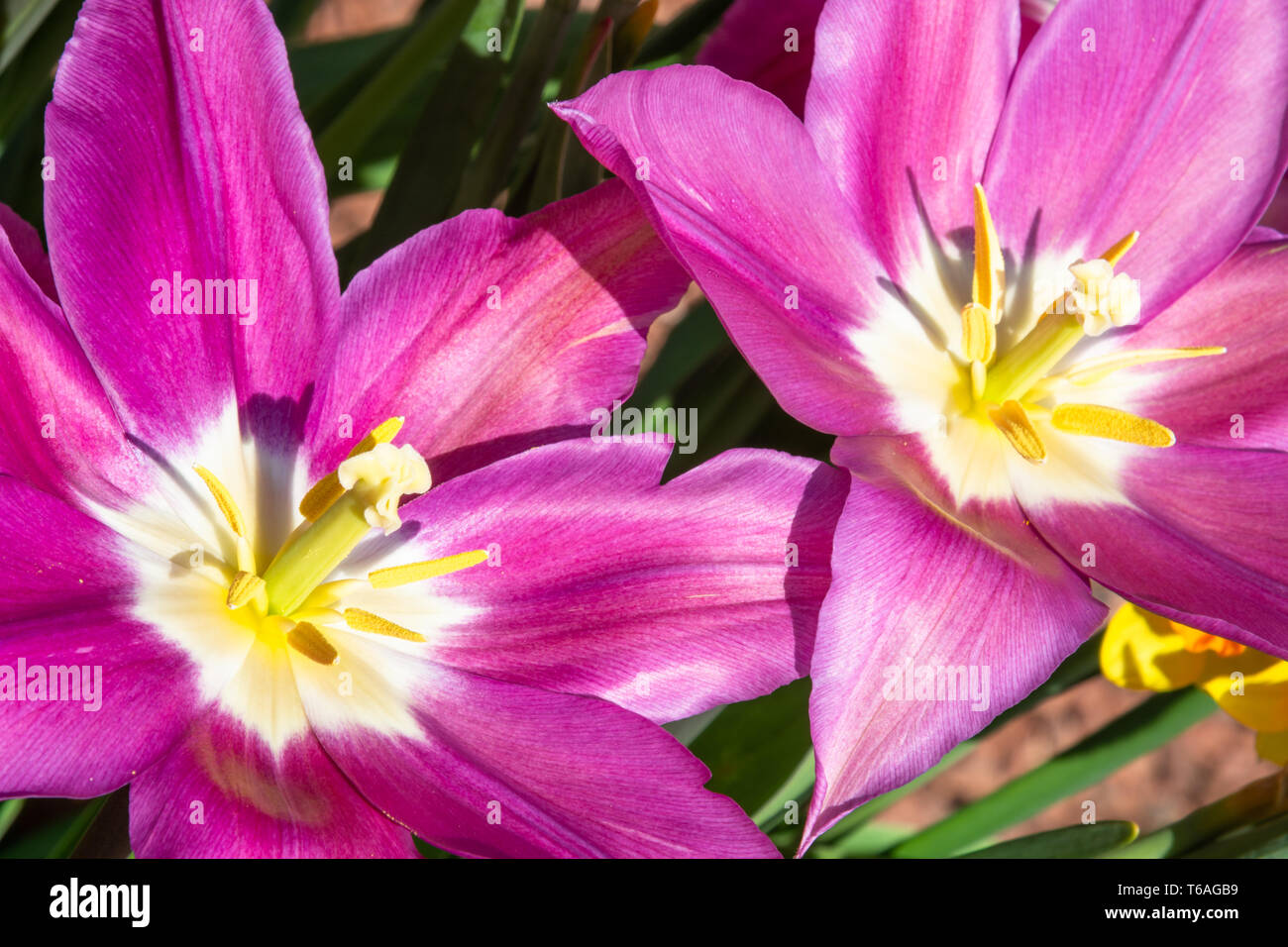 Pink tulips fully open Stock Photo - Alamy
