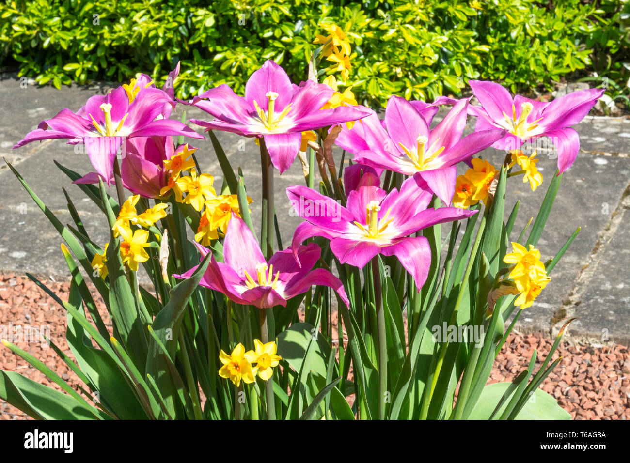 Pink tulips fully open Stock Photo - Alamy