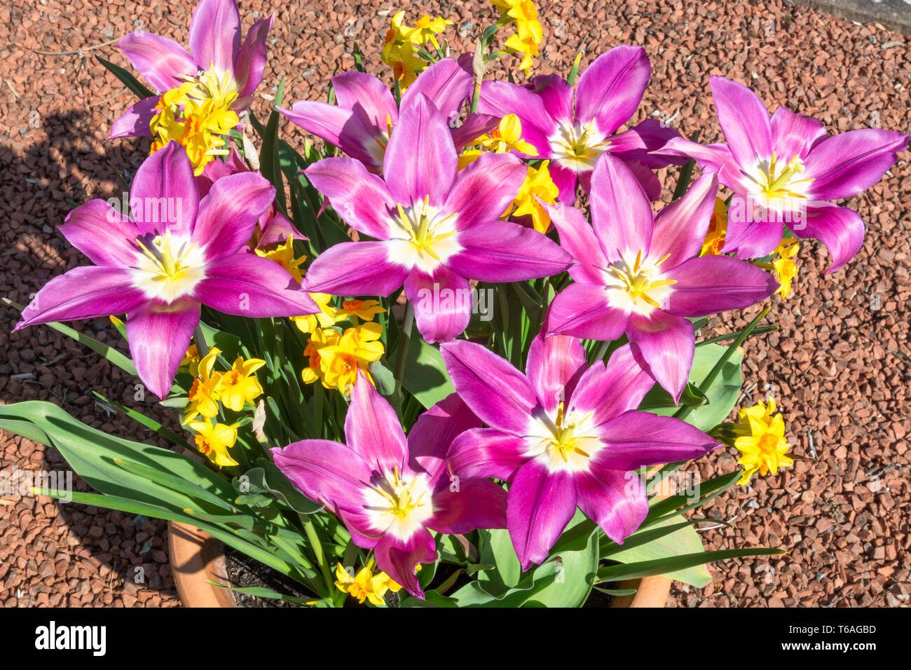 Pink tulips fully open Stock Photo - Alamy
