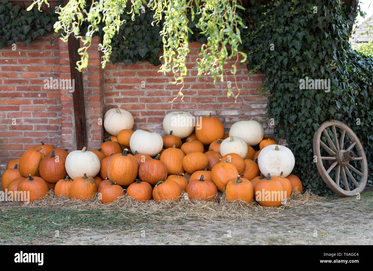 Ripe autumn pumpkins on the farm Stock Photo - Alamy