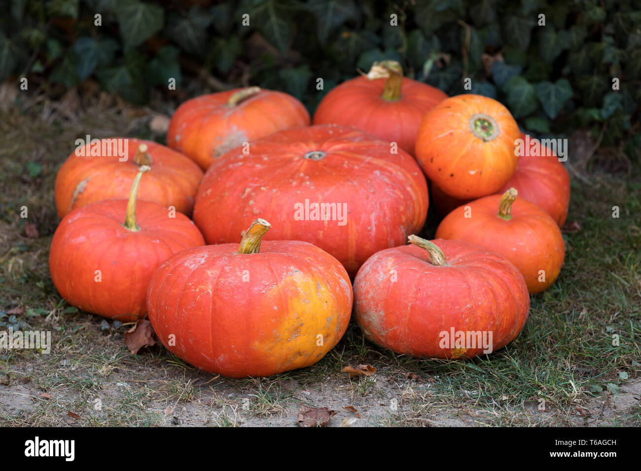 Ripe autumn pumpkins on the farm Stock Photo - Alamy
