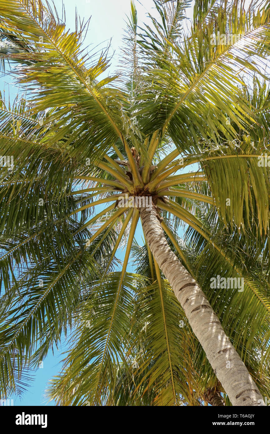 Palm tree and shining sun over bright sky background Stock Photo - Alamy