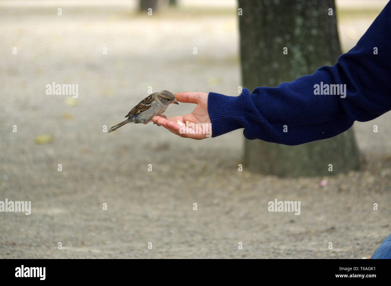 sparrow bird eating bread from outstretched hand Stock Photo - Alamy