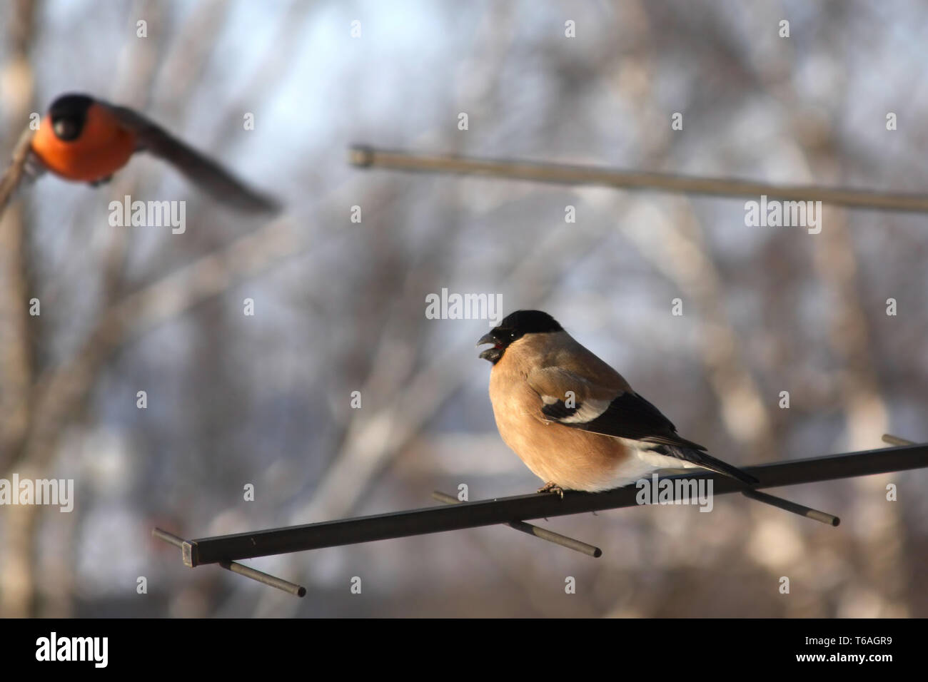 Bullfinch singing hi-res stock photography and images - Alamy