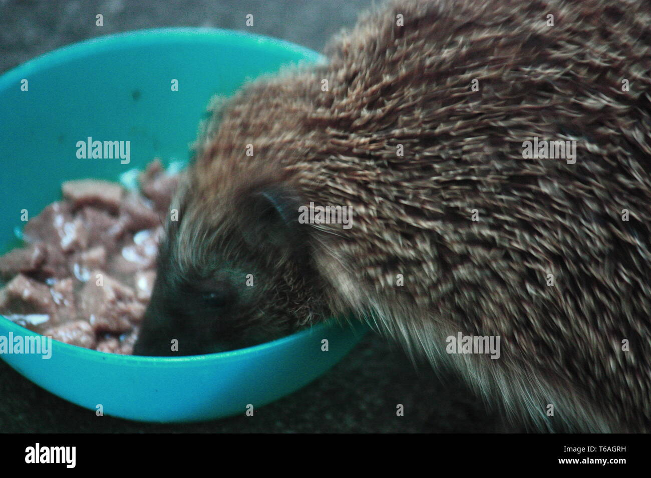 Hedgehog eating hi-res stock photography and images - Alamy