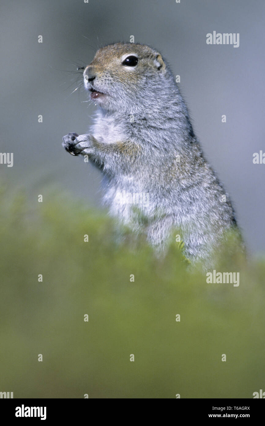Arctic Ground Squirrel, lives in the tundra of the Arctic Stock Photo ...