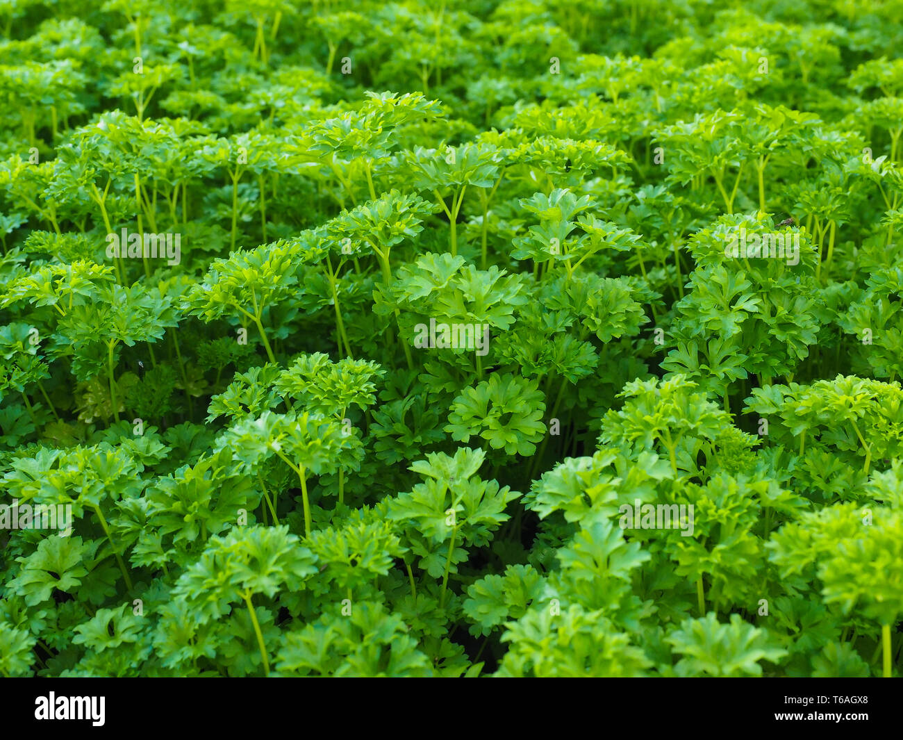 Farmer parsley hi-res stock photography and images - Alamy