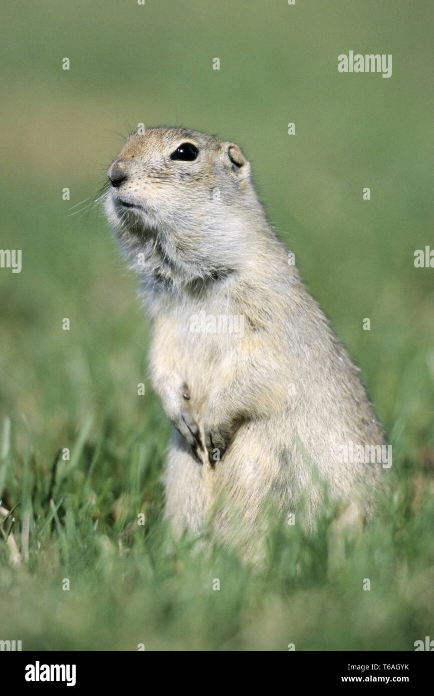 North sentinel island hi-res stock photography and images - Alamy