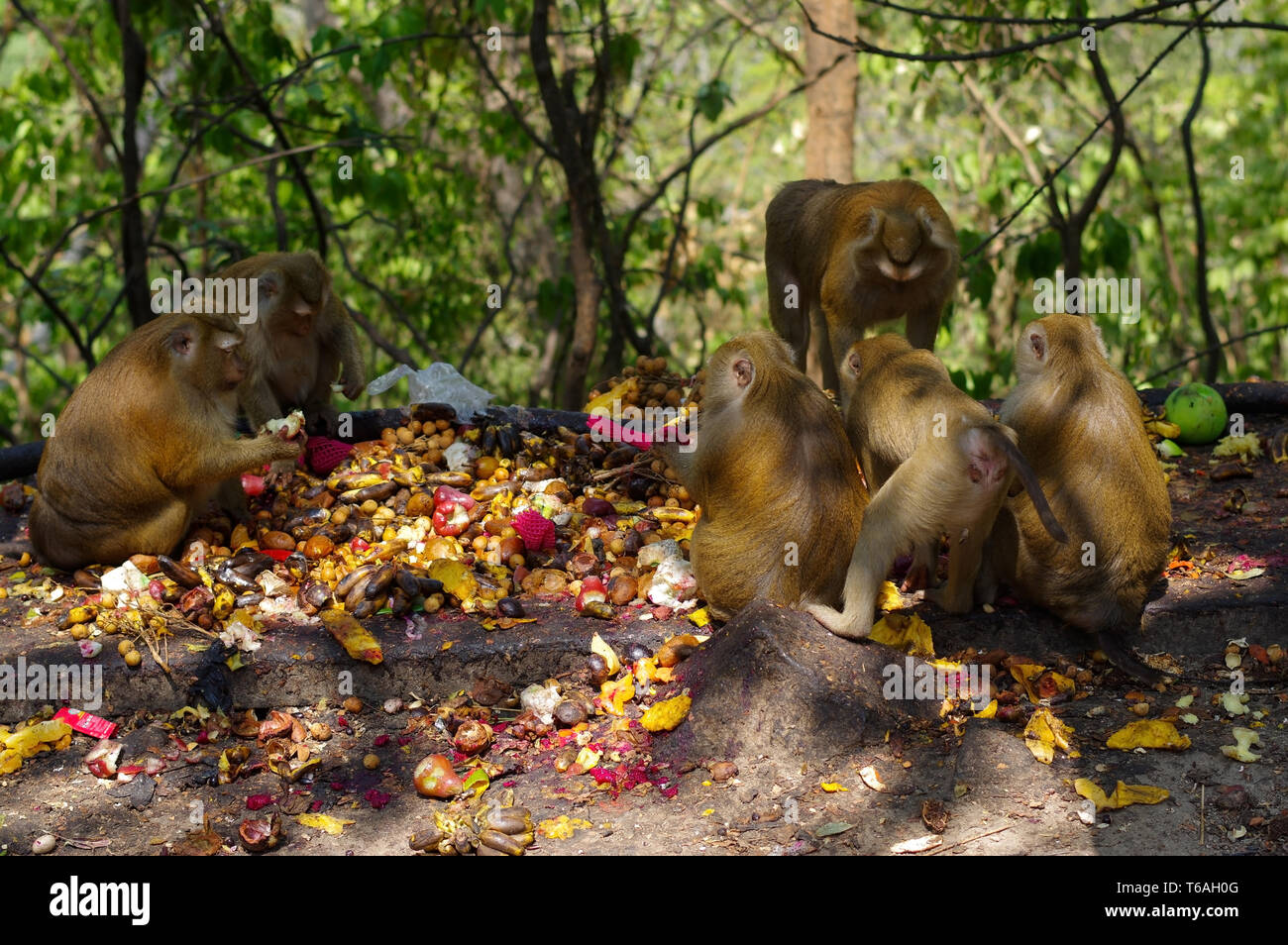 macaca monkey family eating lot of fruits, Phuket Thailand Stock Photo ...