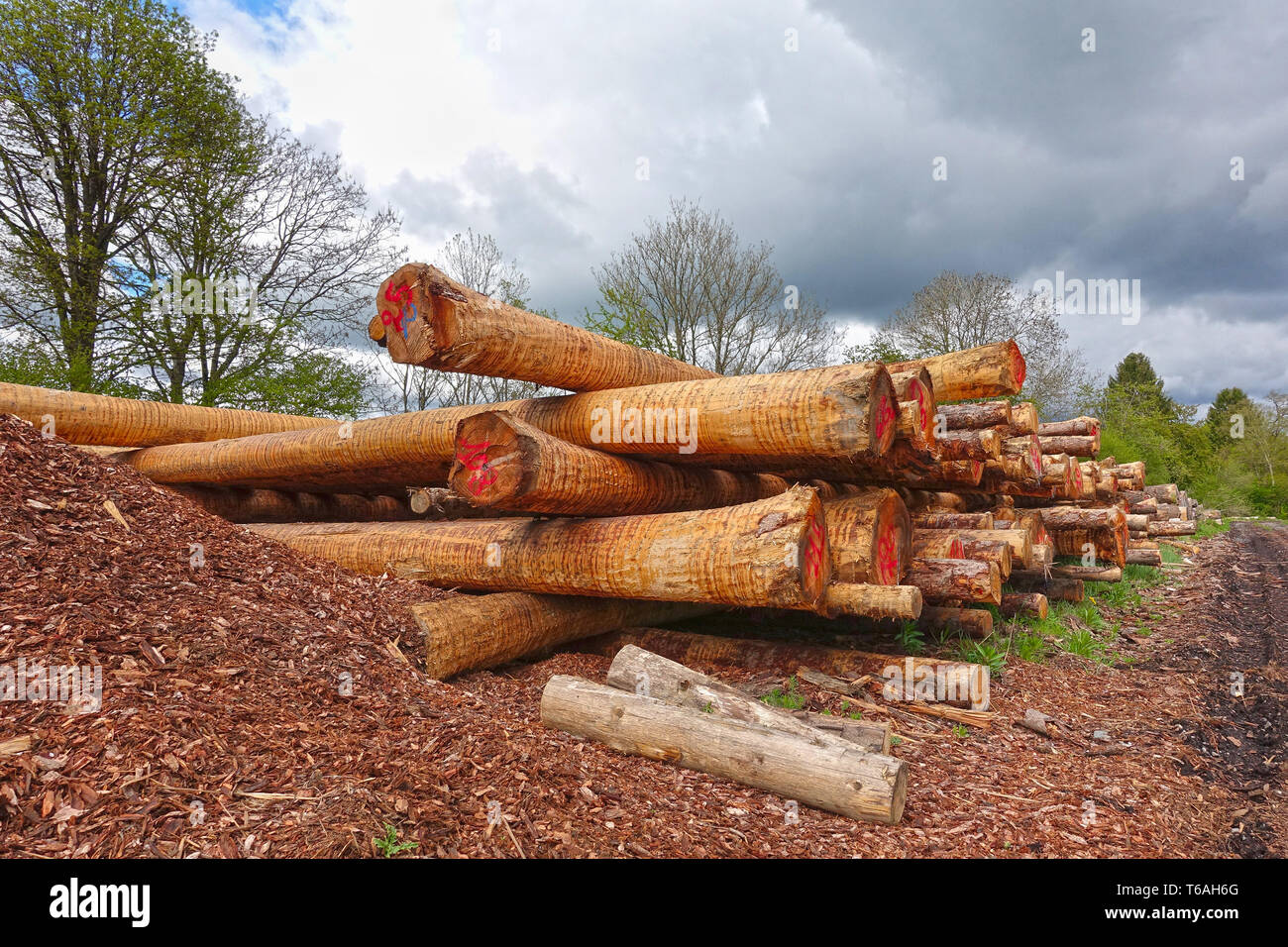 Logs pile wood stack trees pine forest hi-res stock photography and ...