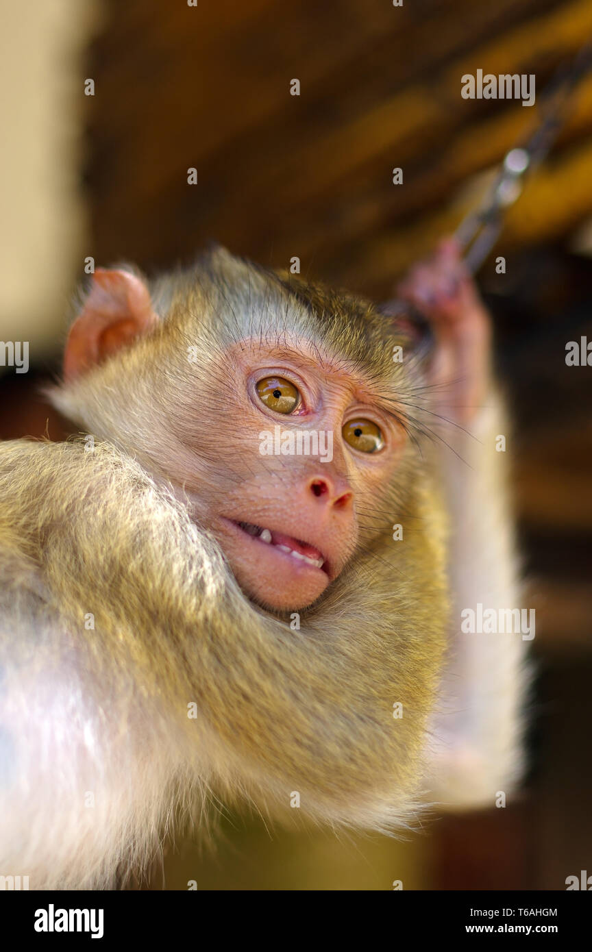 Prisoner in chains hi-res stock photography and images - Alamy