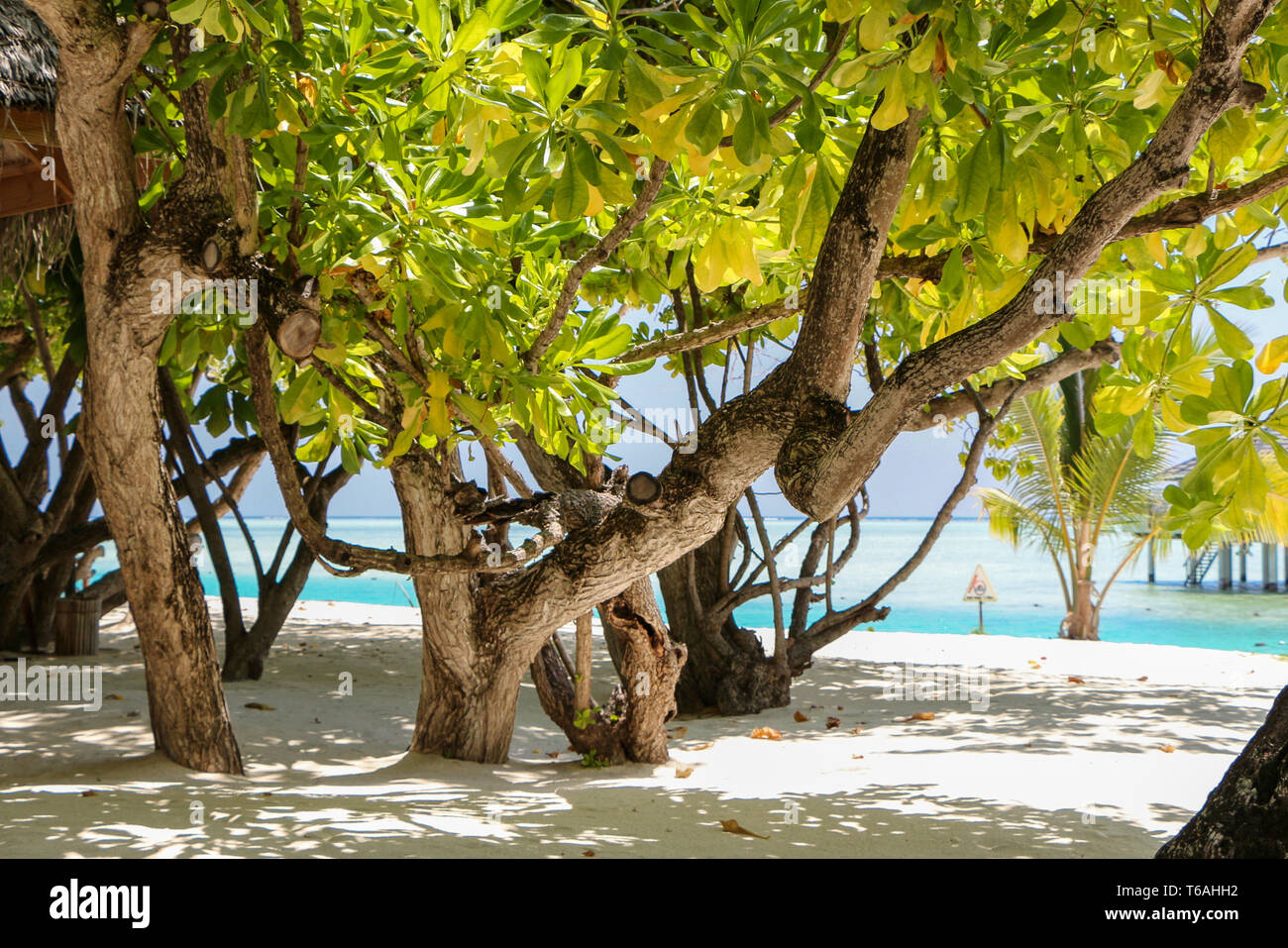 Green tree and palm on white sand beach. Maldives island Stock Photo ...