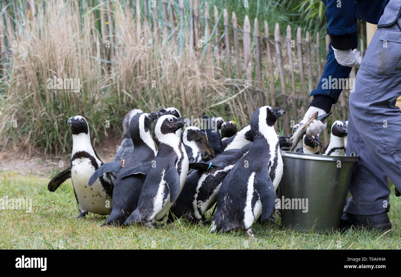 African pinguin hi-res stock photography and images - Alamy