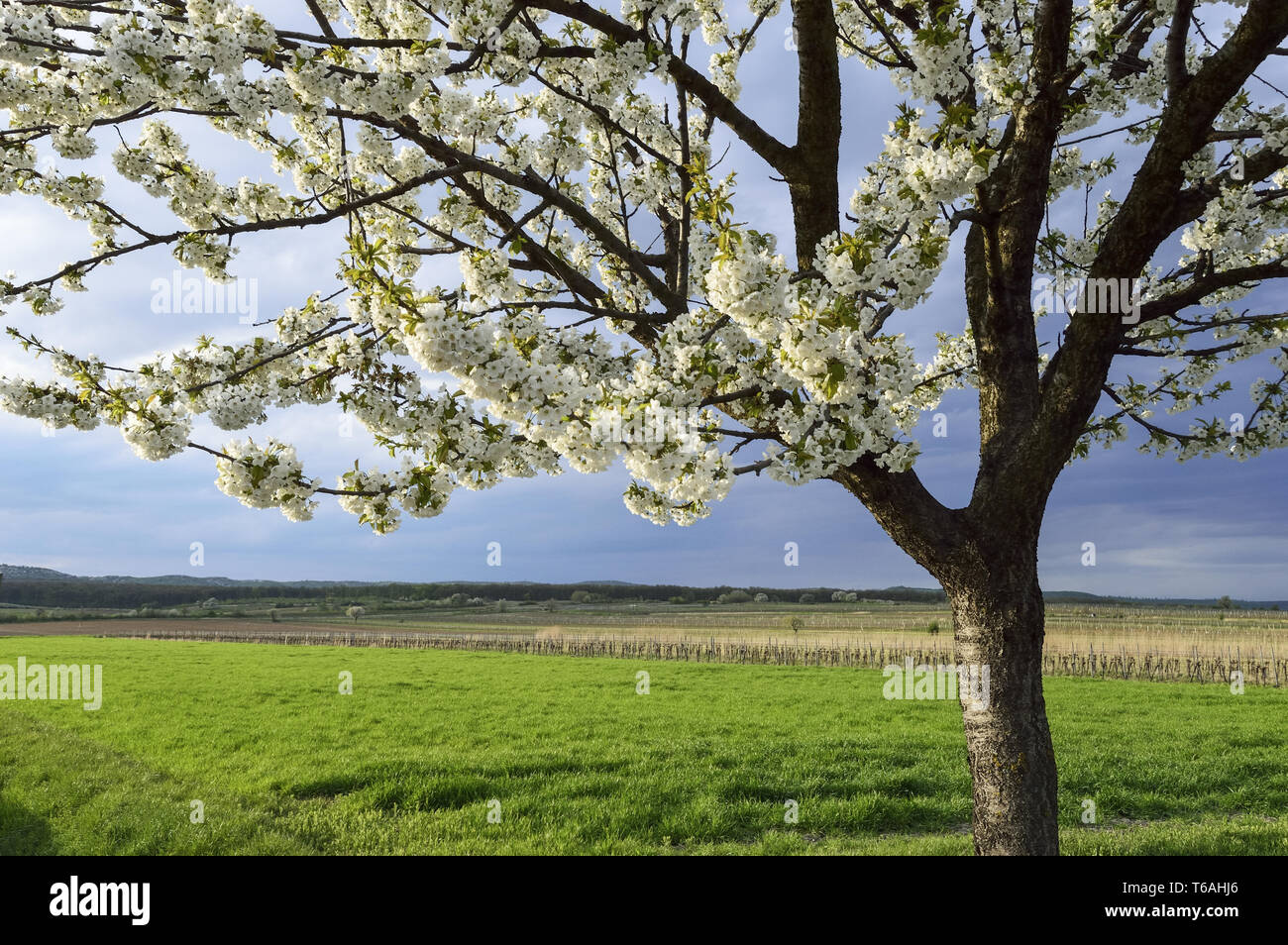 Kirschenland hi-res stock photography and images - Alamy