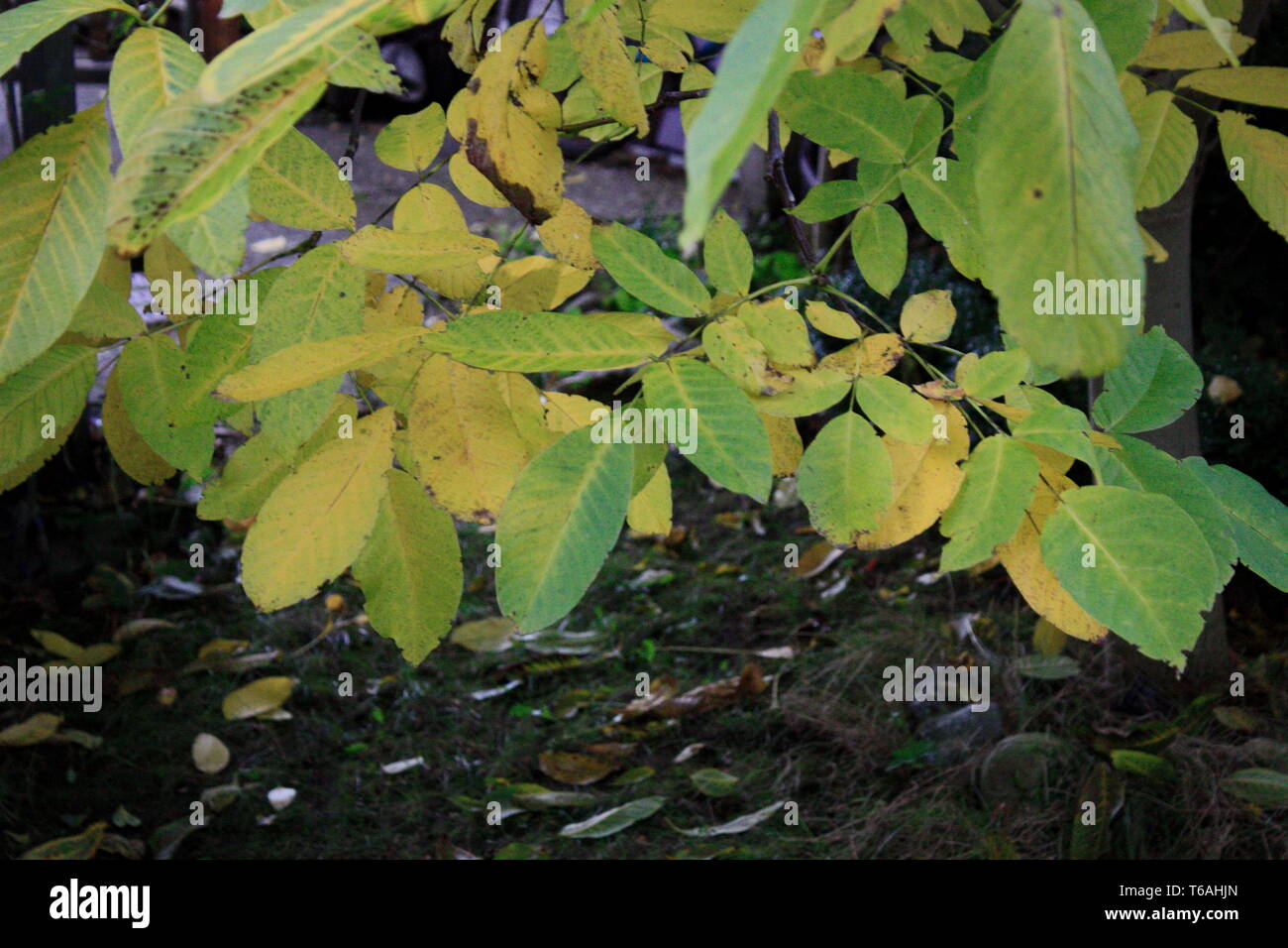 Autumn leaves on the walnut tree Stock Photo - Alamy