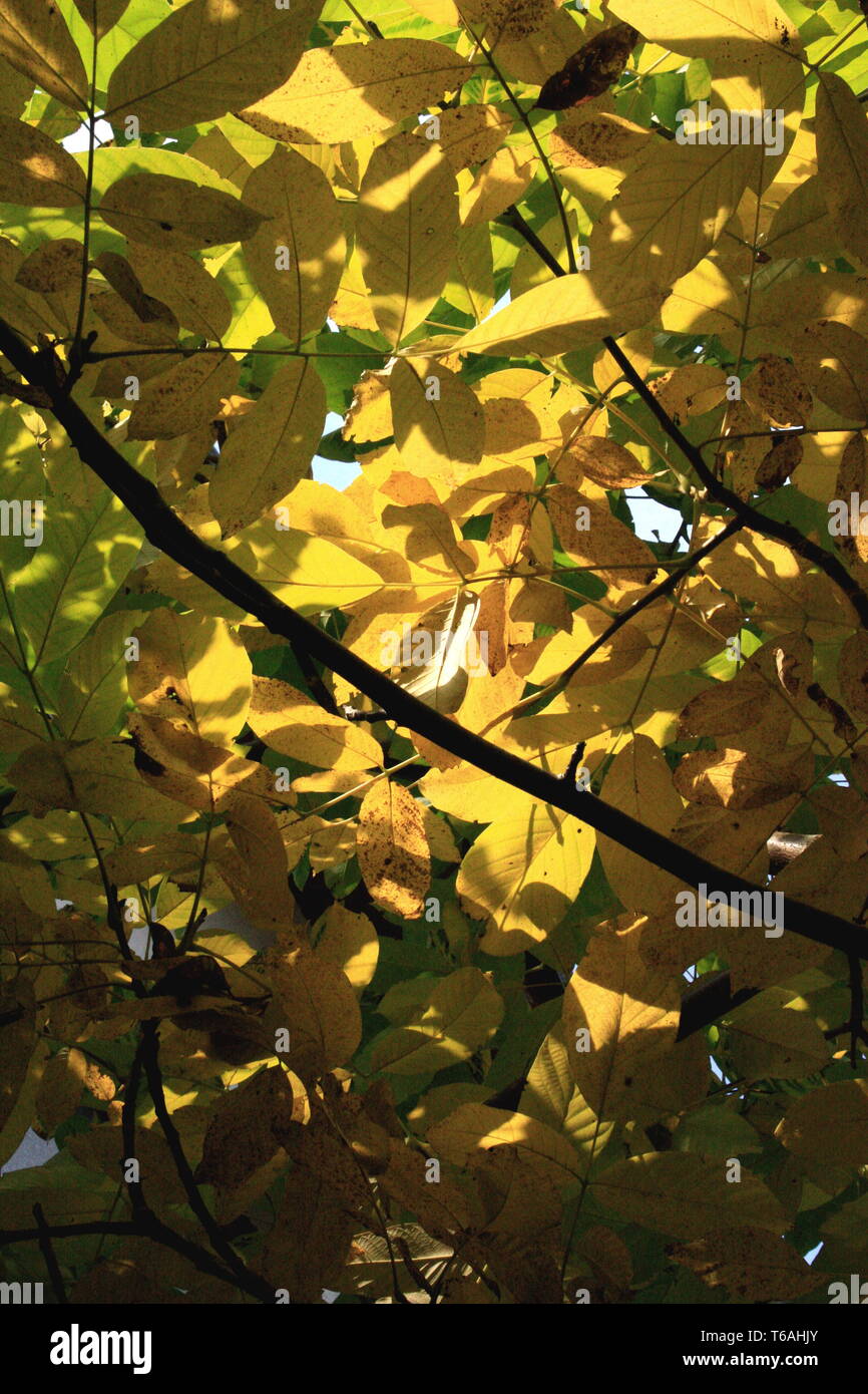 Walnut tree leaves hi-res stock photography and images - Alamy