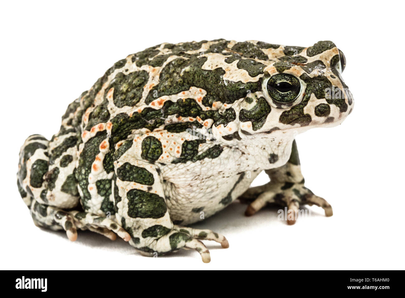 European green toad, Pseudepidalea viridis, Bufo viridis, Bufotes ...