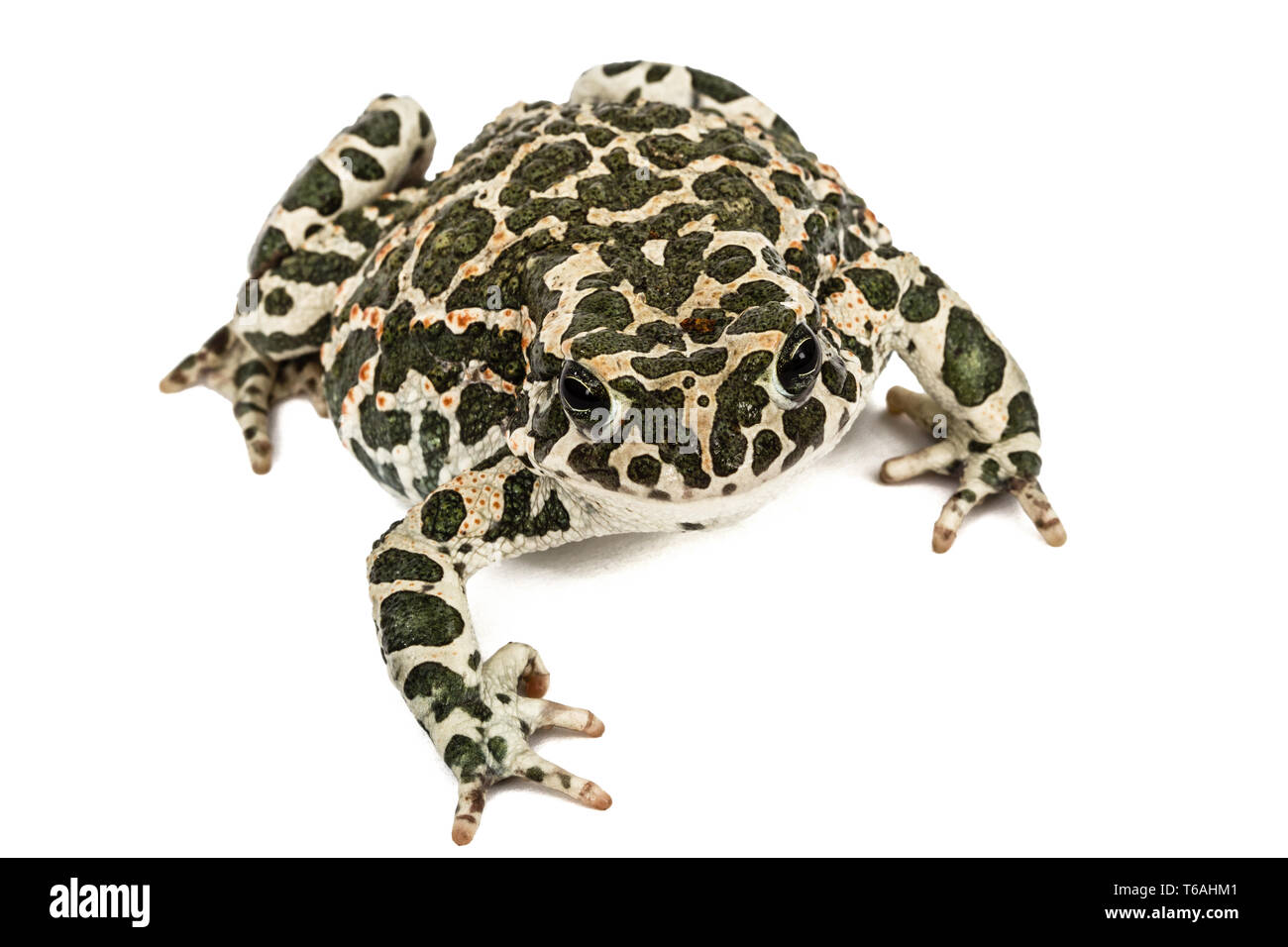 European green toad, Pseudepidalea viridis, Bufo viridis, Bufotes ...