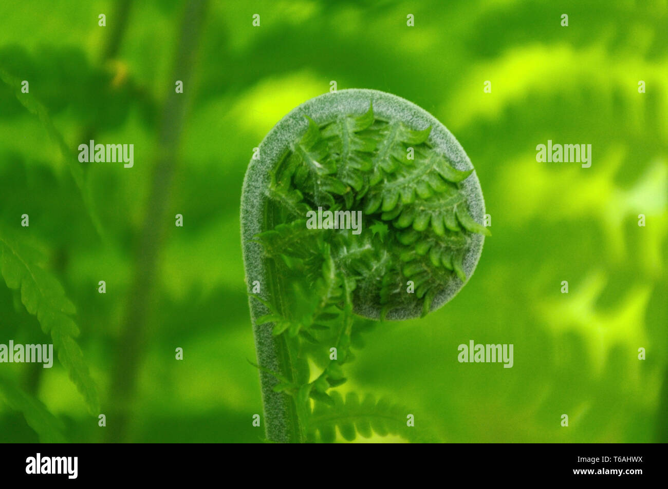 Spiral of young fern in spring, close-up Stock Photo - Alamy