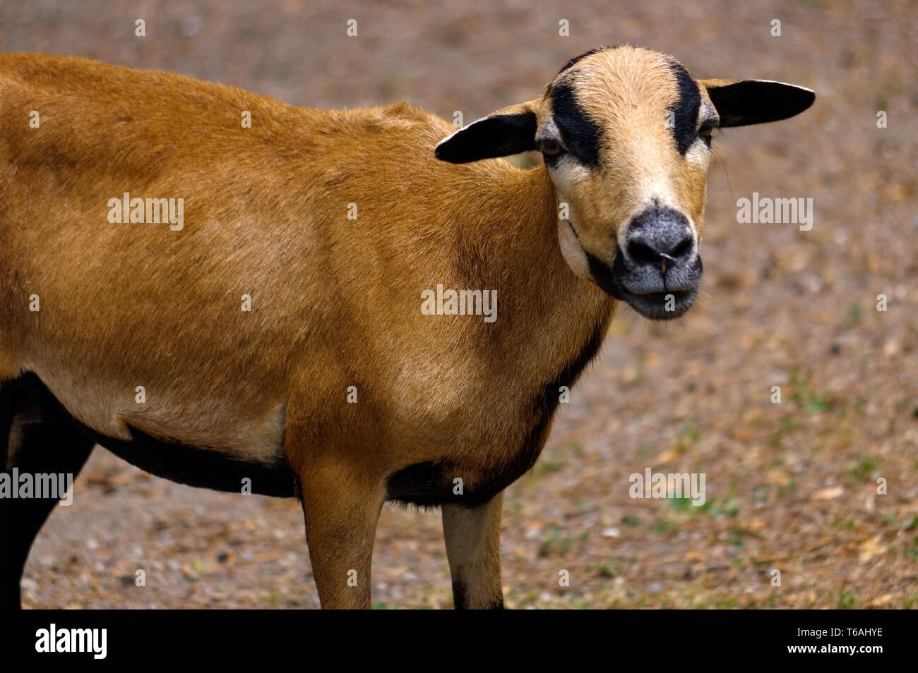 Goat cow sheep hi-res stock photography and images - Alamy