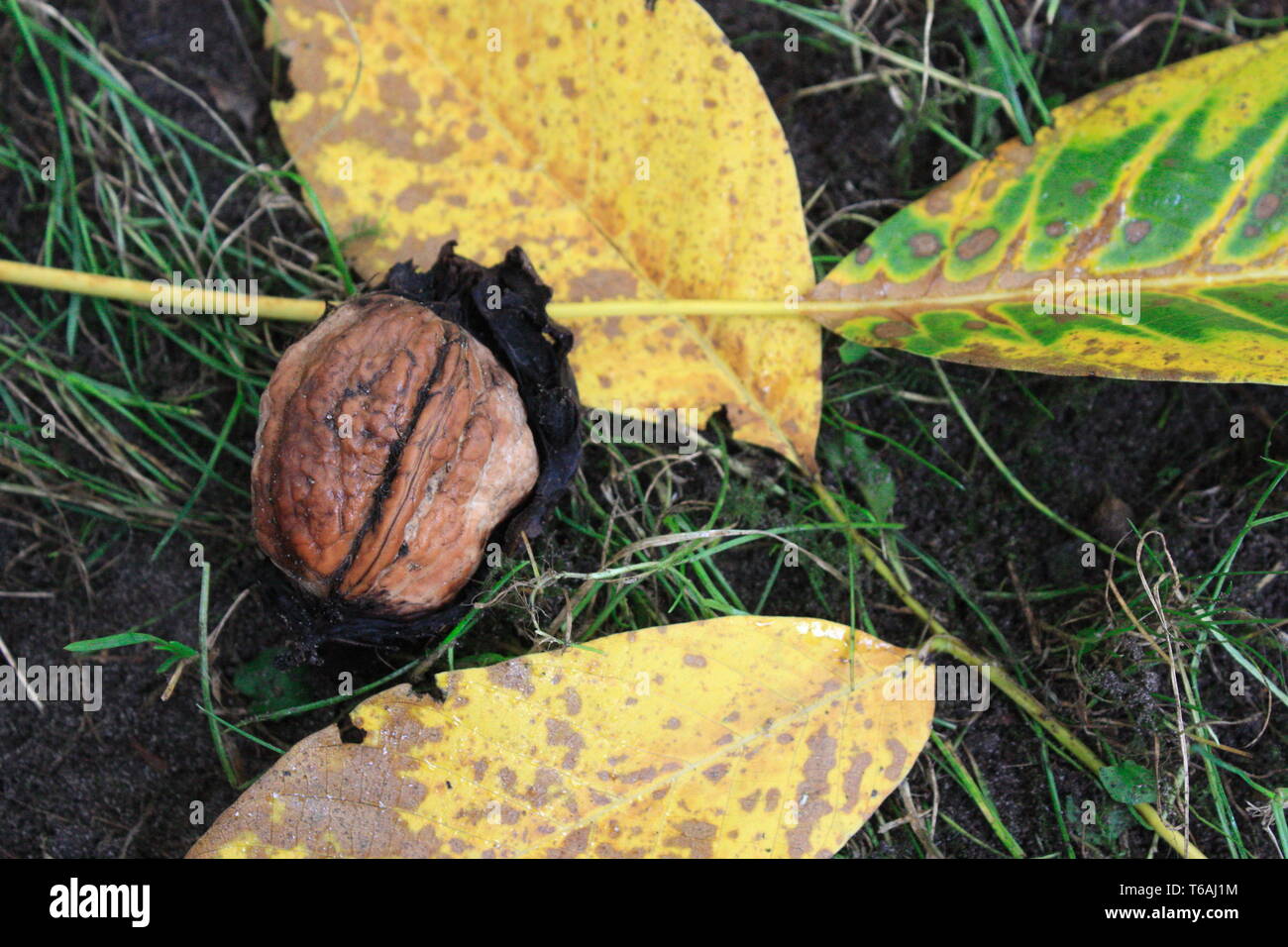Walnut leaf autumn hi-res stock photography and images - Alamy