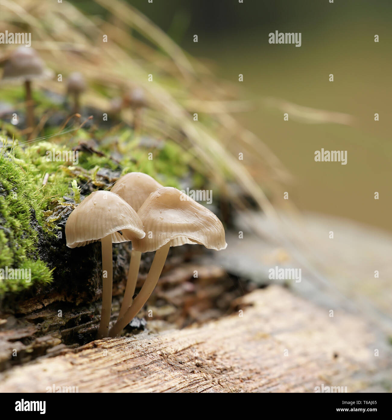 Mushrooms On Dead Wood High Resolution Stock Photography and Images - Alamy