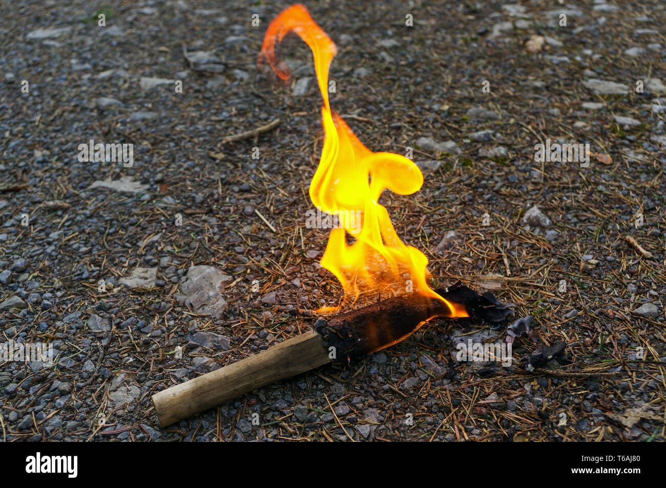 Survival in nature hi-res stock photography and images - Alamy