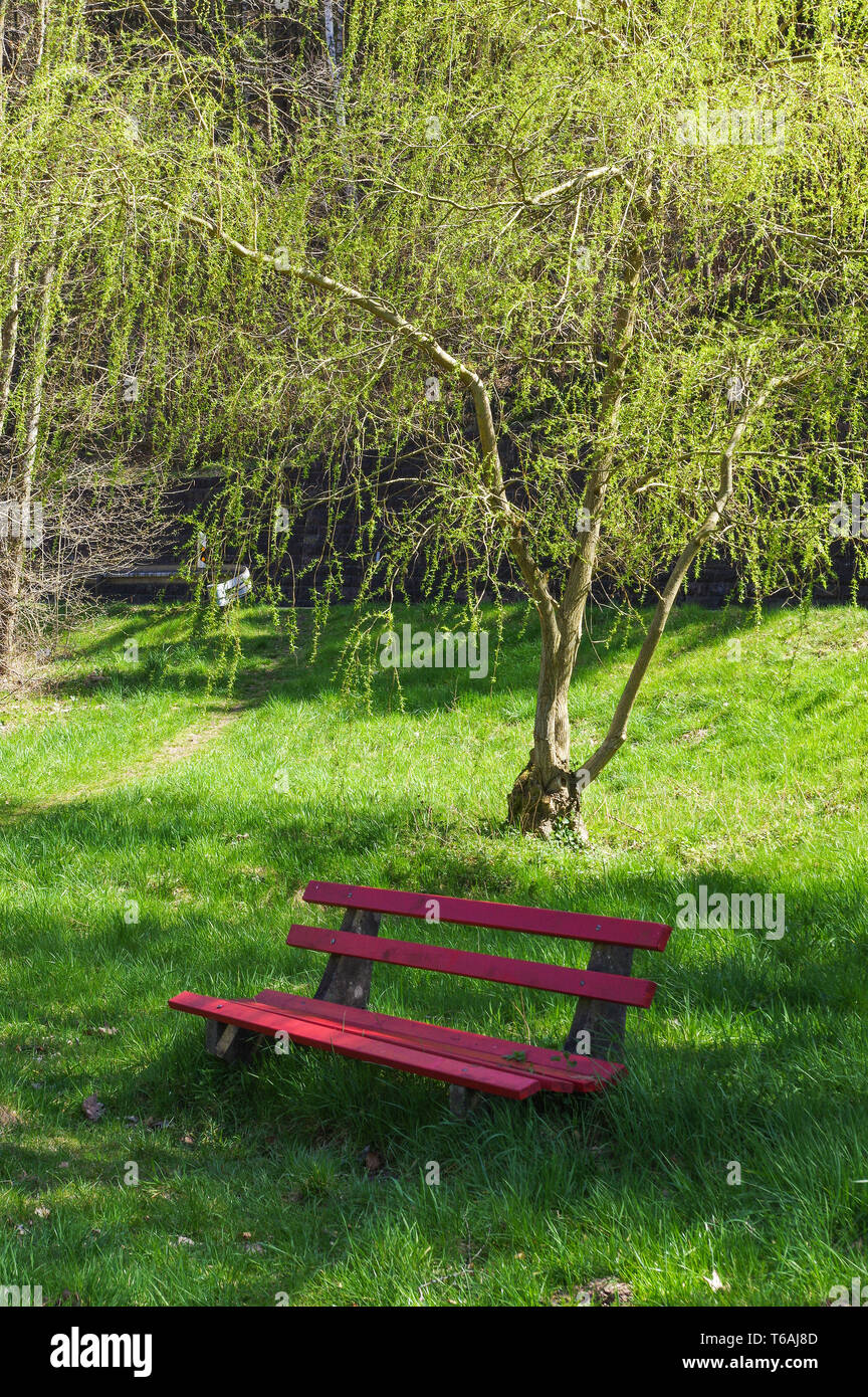 Trees bench in park hi-res stock photography and images - Alamy