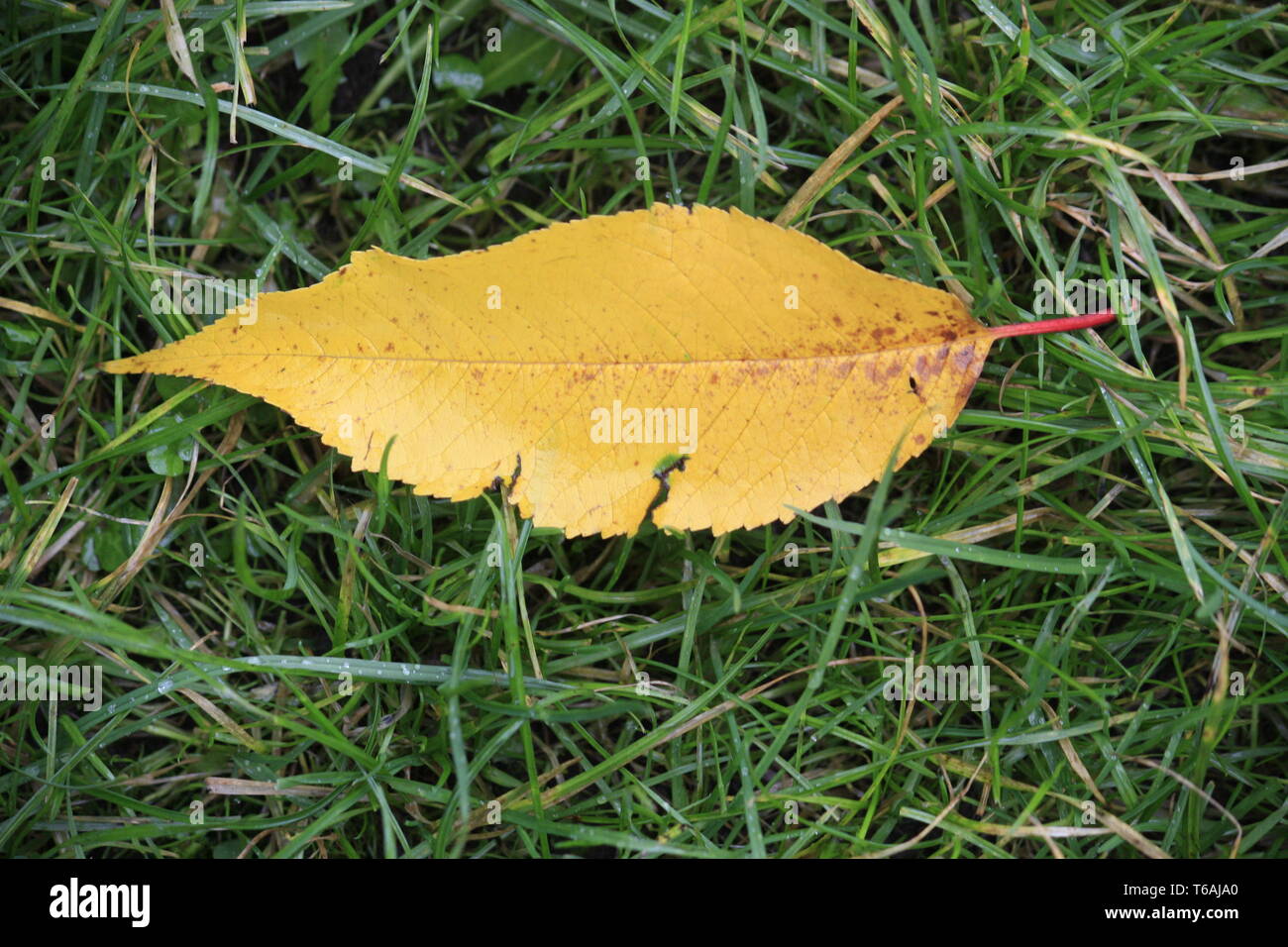 Autumn leaves, yellow Stock Photo - Alamy