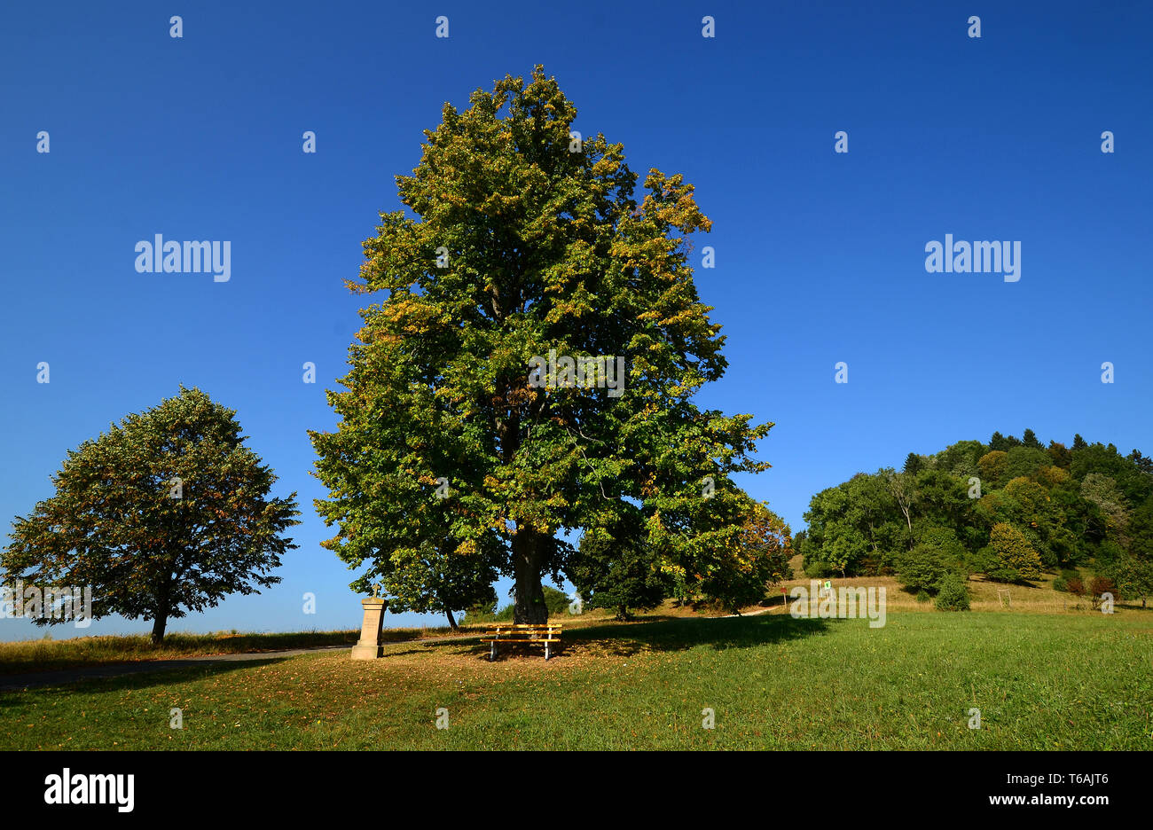 Linden tree hi-res stock photography and images - Alamy