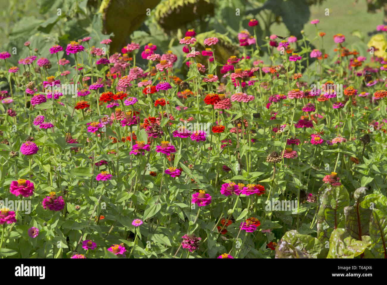 Gowan field hi-res stock photography and images - Alamy
